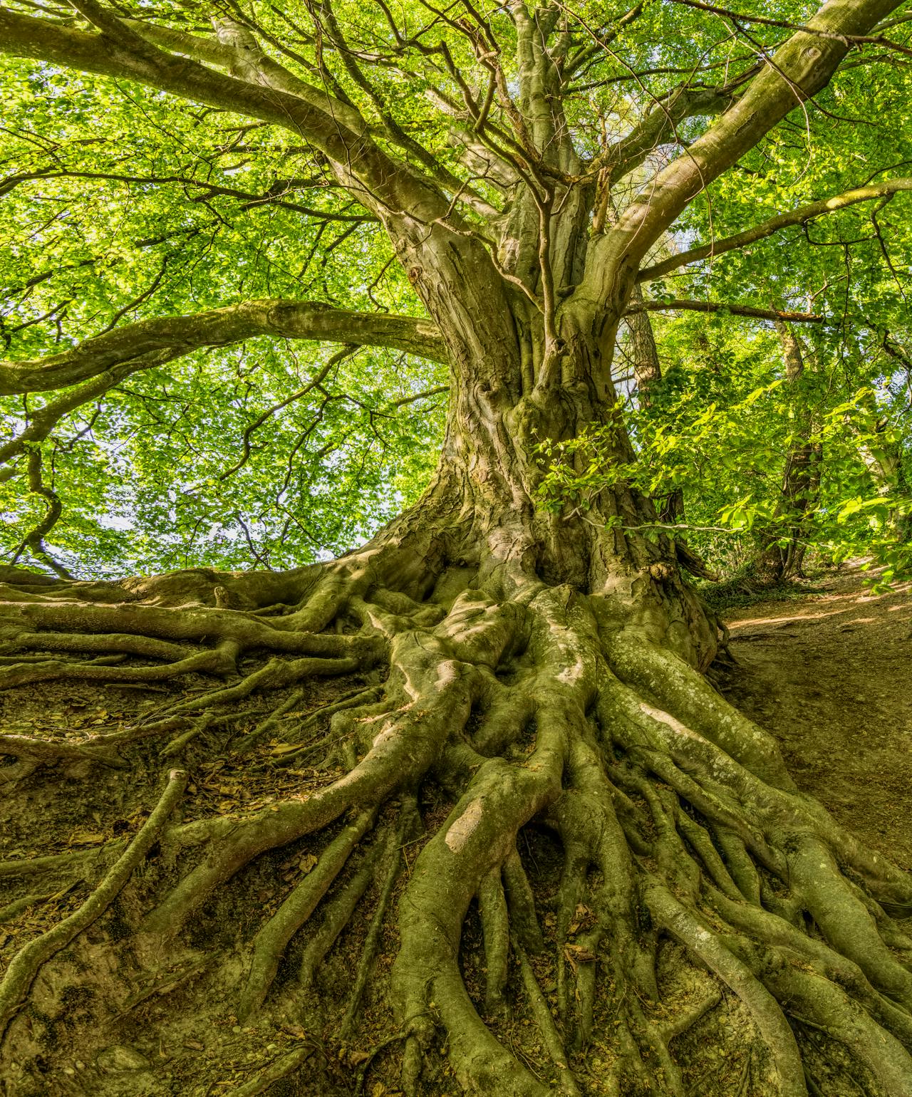 Tree: The VR Ultimate Experience - For Art Lovers